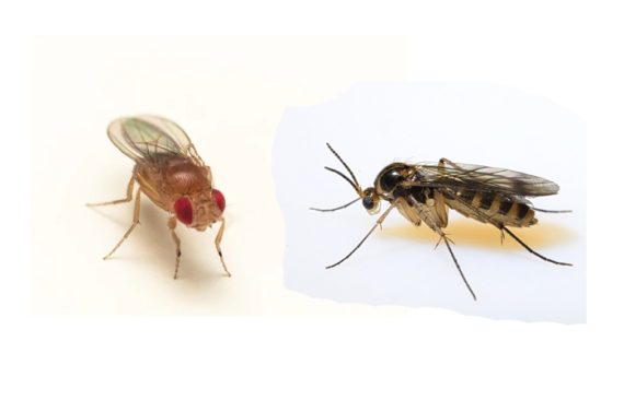 Are Fruit Flies and Gnats the Same Thing? - Interior Fun